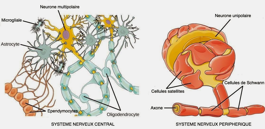 BIO WEB 2.0 - NEURONES ET NERFS